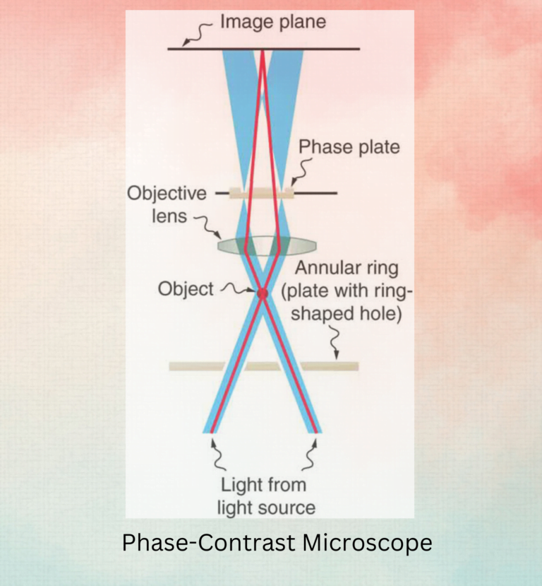 The Marvelous Journey of Discovery: Invention of the Microscope ...