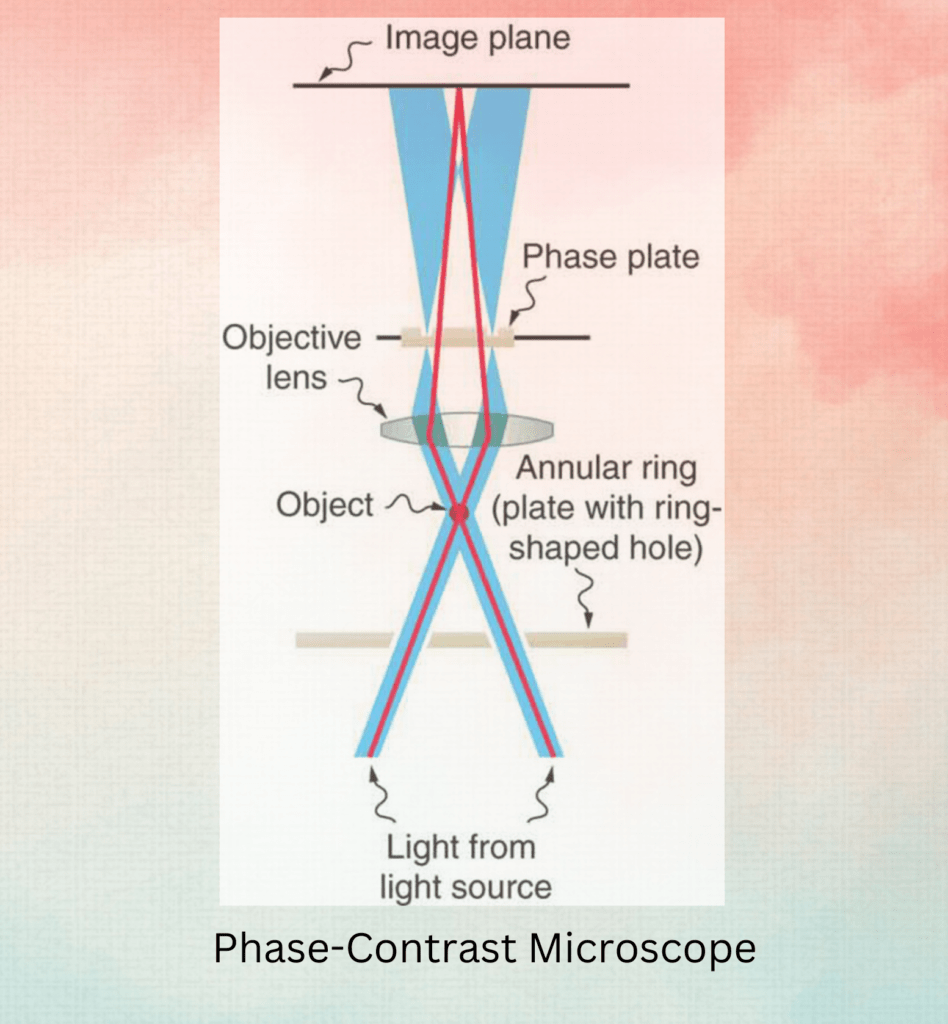 The Marvelous Journey of Discovery: Invention of the Microscope ...