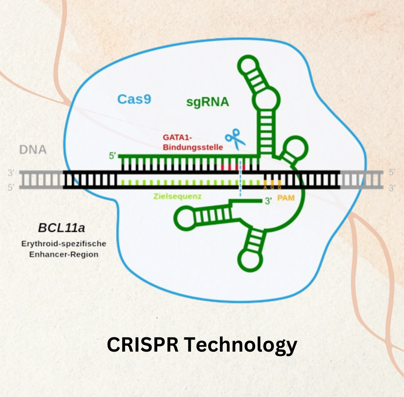 The Future of Gene Editing: Exploring CRISPR Technology