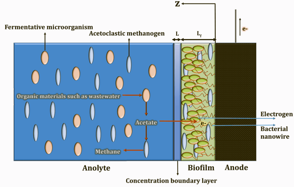 The Future of Sustainable Energy: Microbial Fuel Cells Explained